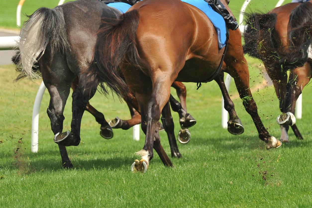 Horse racing form guide, data, analysis and results - Punt Form Pro ...